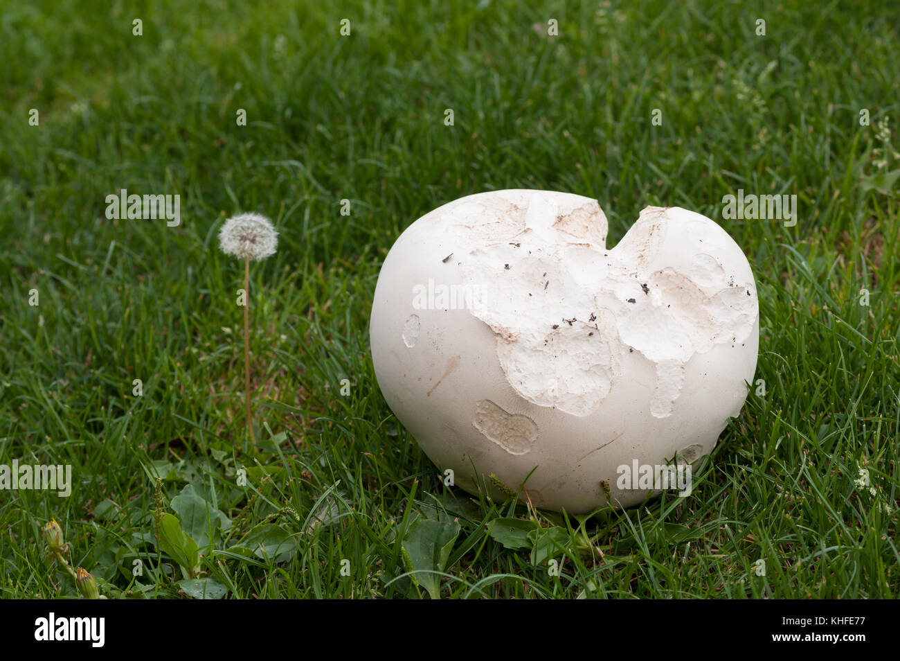 Giant puffball fungus maturing and soon to be ready to disperse its ...