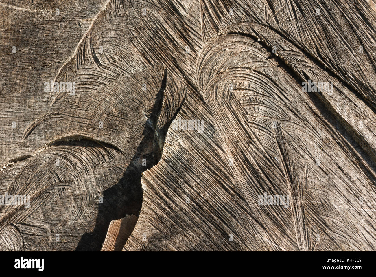 Grooves and chain saw marks in the stump of a sycamore tree that was ...