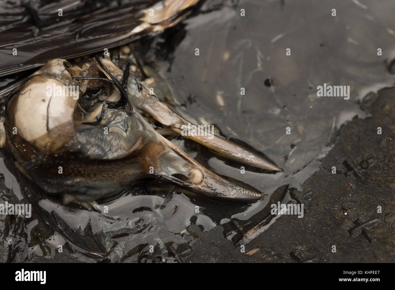Remains of blackbird bird which has decayed in its own soup of digested ...