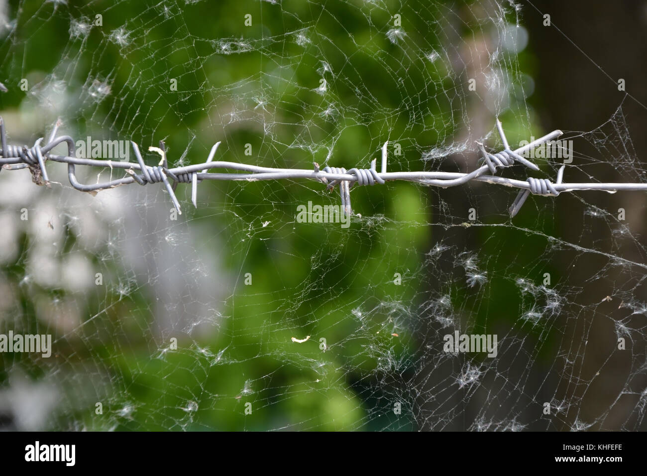 Barbed wire and spiderweb Stock Photo - Alamy