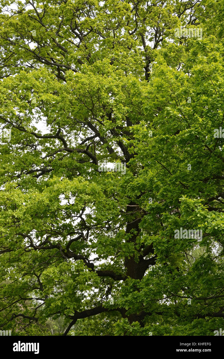 Big oak tree Stock Photo - Alamy