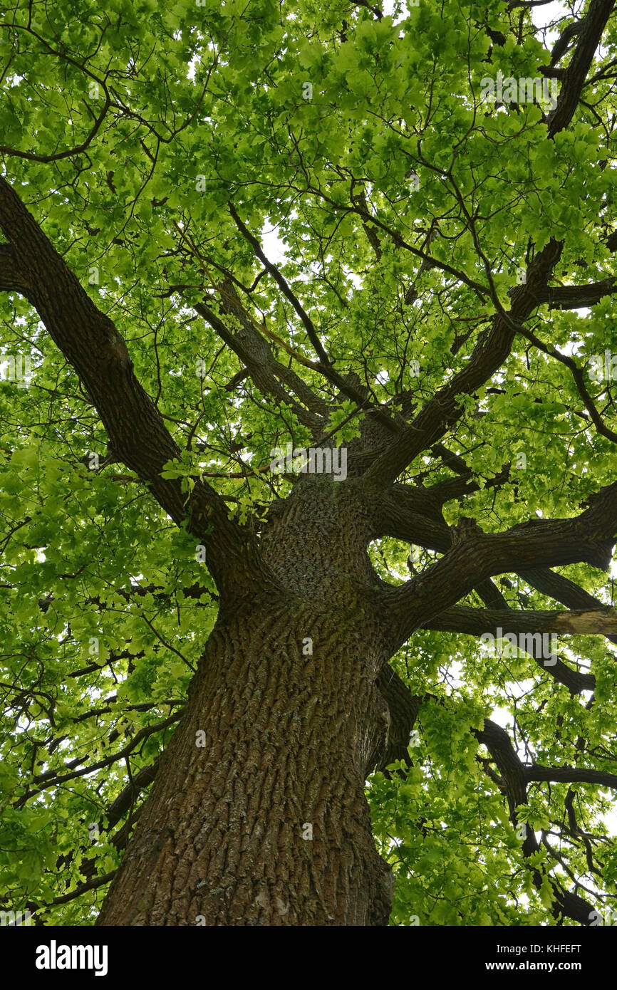 Big oak tree Stock Photo - Alamy