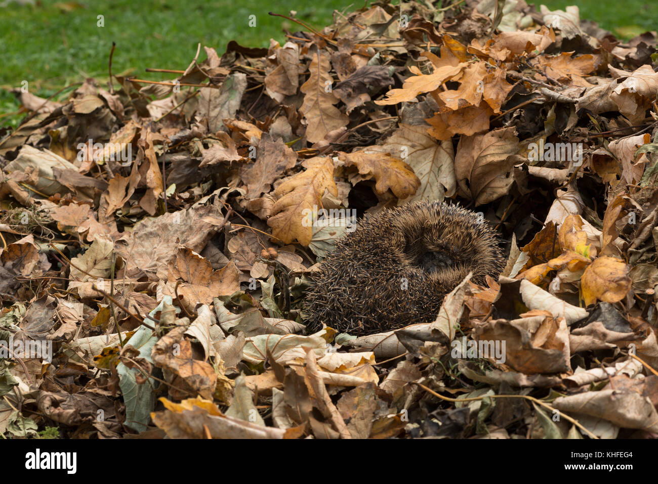 Curled up hedgehog making the most of the autumn sunshine before ...