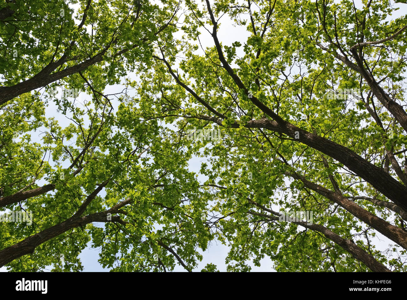 Oak trees from above hi-res stock photography and images - Alamy