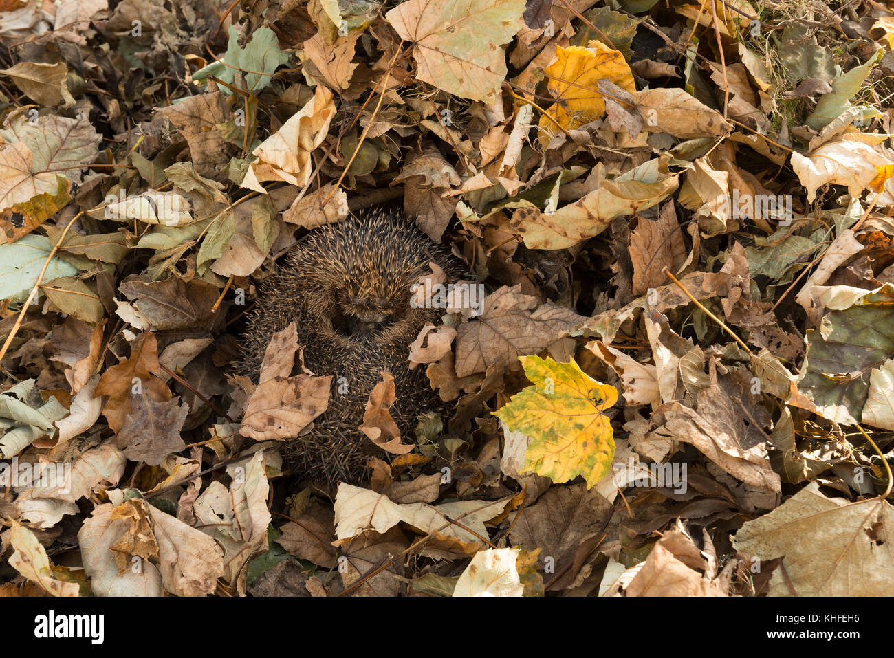 Curled up hedgehog making the most of the autumn sunshine before ...