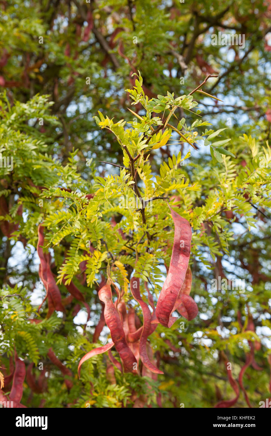 twisted curly seed pods of honey locust bean tree ripening late summer ...