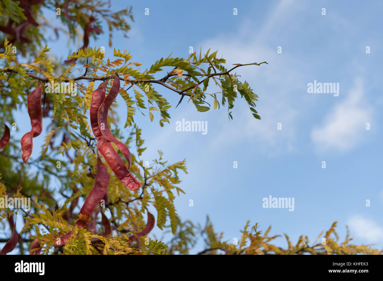 Prickly seed pods hi-res stock photography and images - Alamy