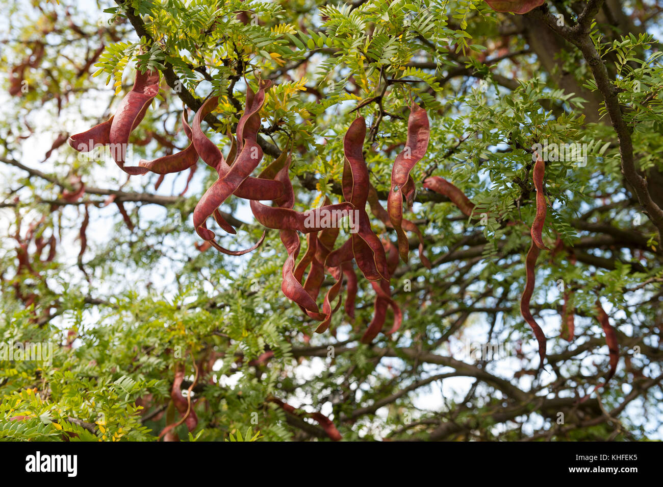twisted curly seed pods of honey locust bean tree ripening late summer ...