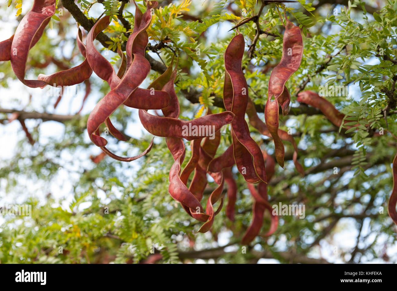 Gleditsia Triacanthos Stock Photos & Gleditsia Triacanthos Stock Images ...