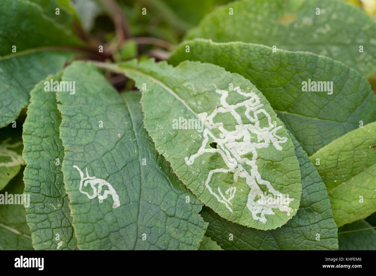 Primrose mine hi-res stock photography and images - Alamy