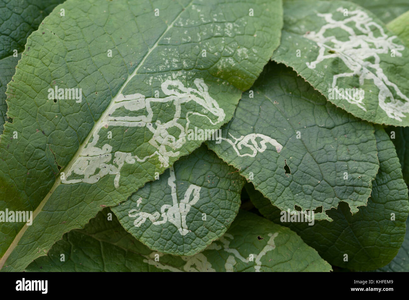 A linear mine in a Primrose leaf by a leaf miner in the upper surface ...
