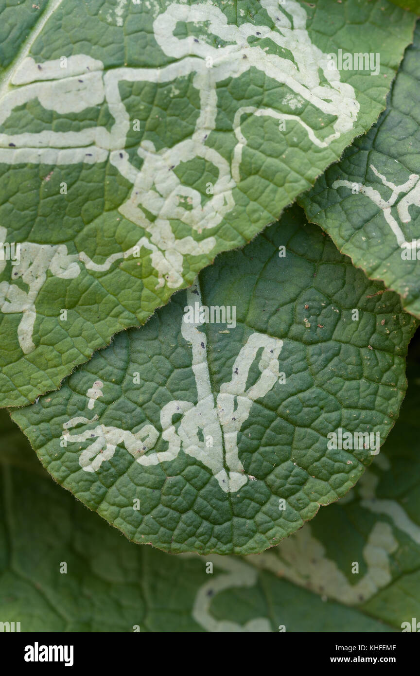 Leaf Miner Fly Larvae High Resolution Stock Photography and Images - Alamy