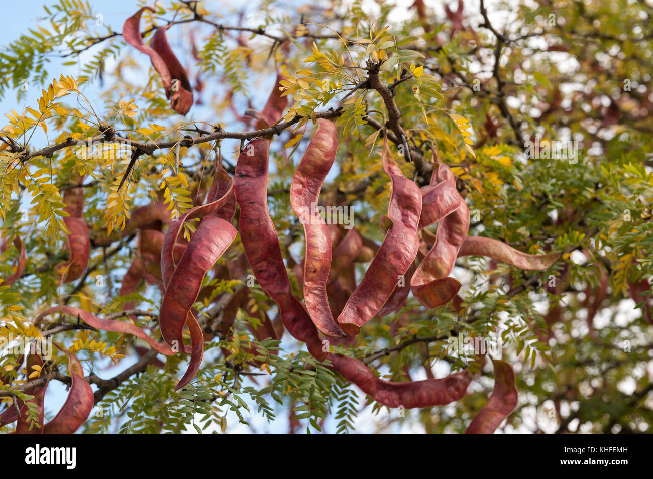 twisted curly seed pods of honey locust bean tree ripening late summer ...
