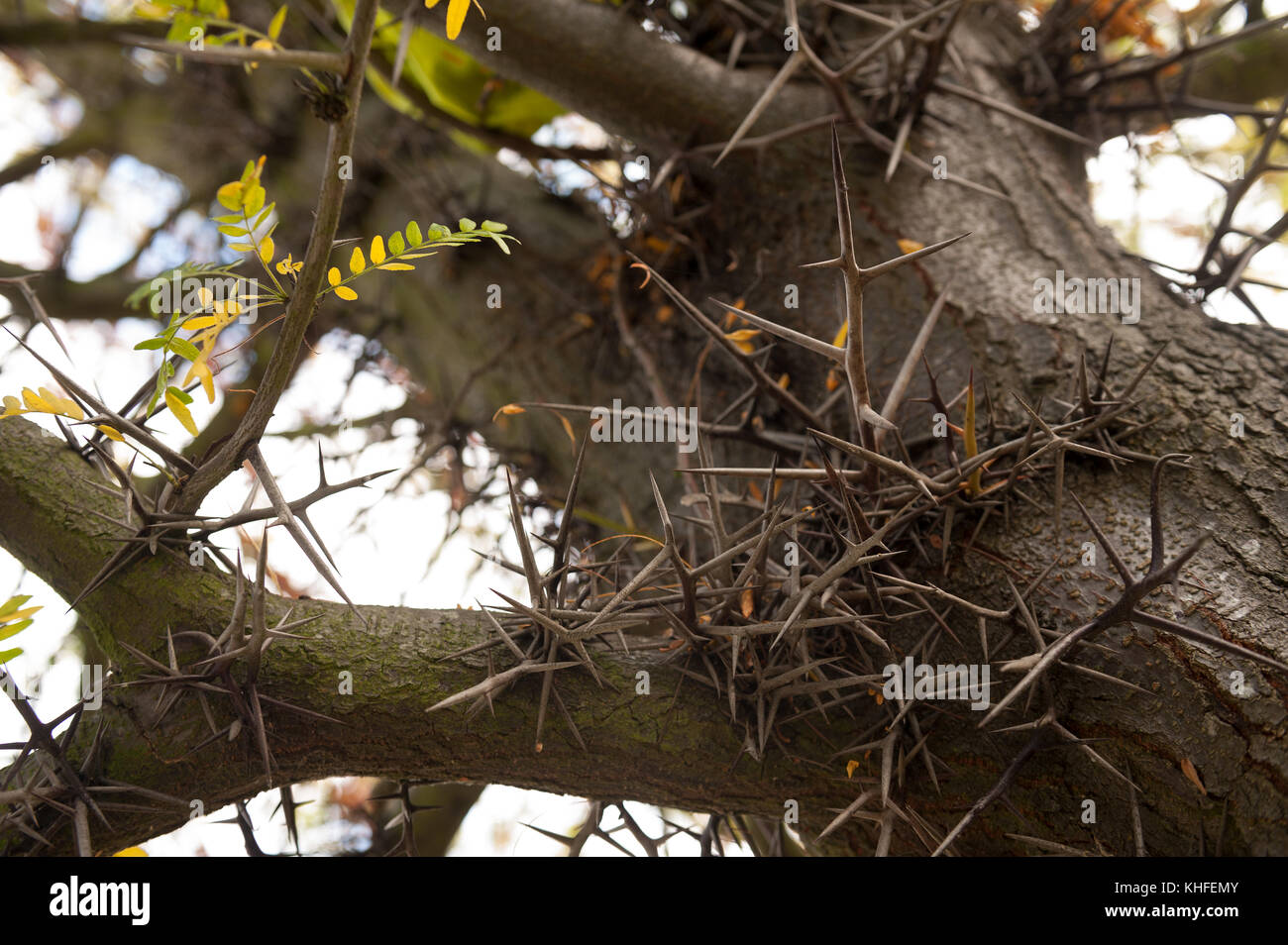 Extremely long thorns on trunk of honey locust bean tree as a ...