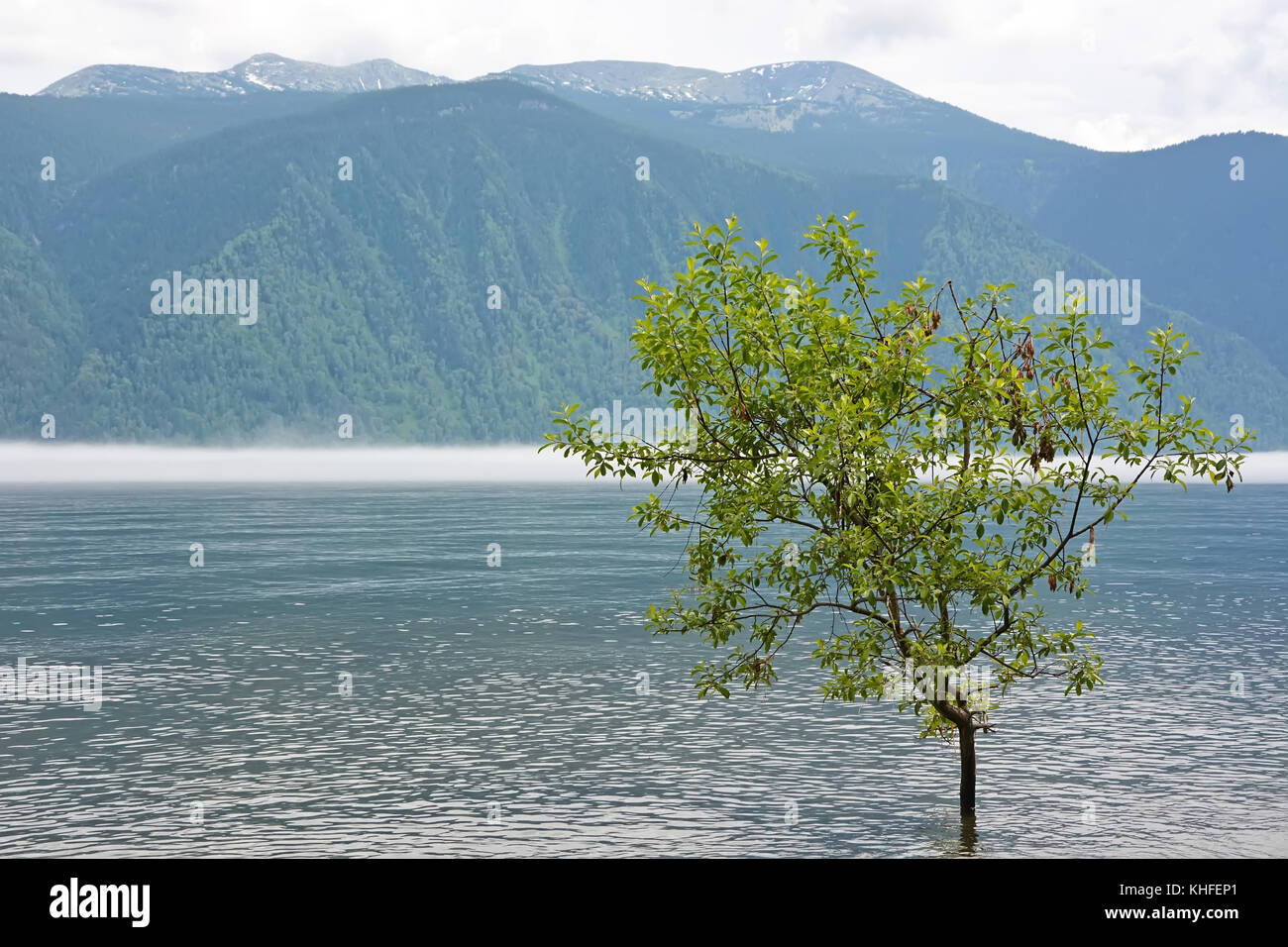 Small tree at the lake Stock Photo - Alamy