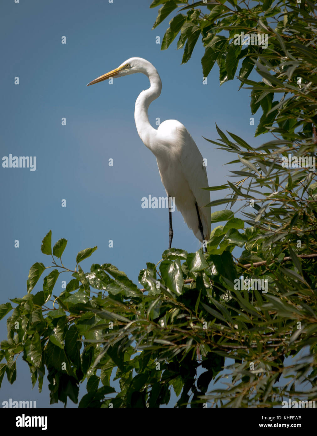 Great Egret on a tree branch in Bayview Ohio Stock Photo - Alamy