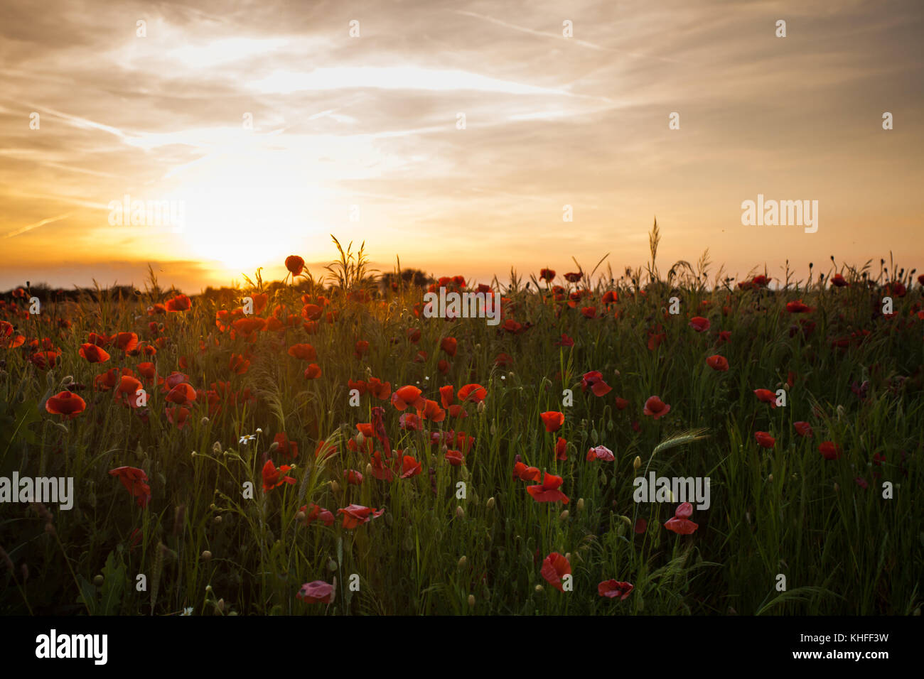 Poppy fields on sunset Stock Photo - Alamy