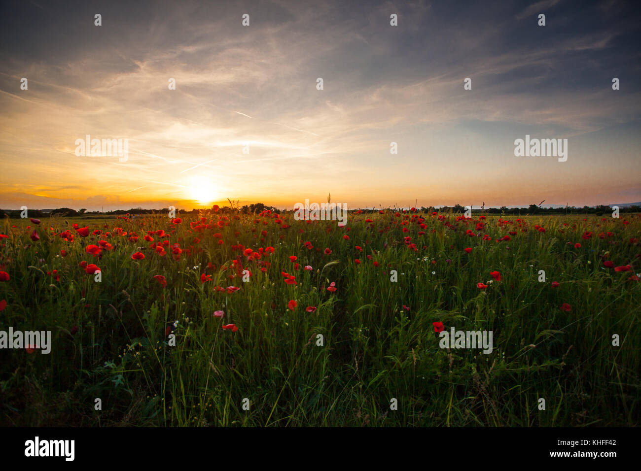 Poppy fields on sunset Stock Photo - Alamy
