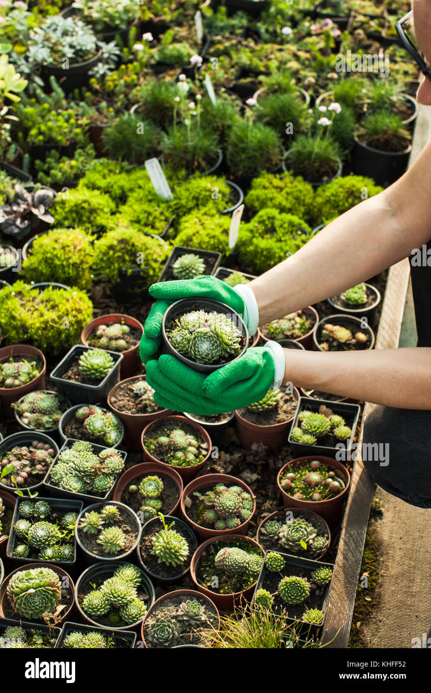 Choosing in the flower market Stock Photo - Alamy