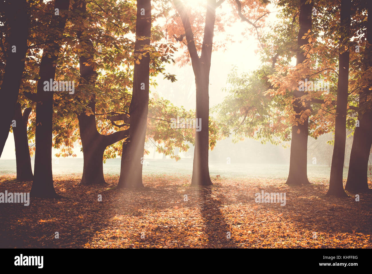Early morning in the forest hi-res stock photography and images - Alamy