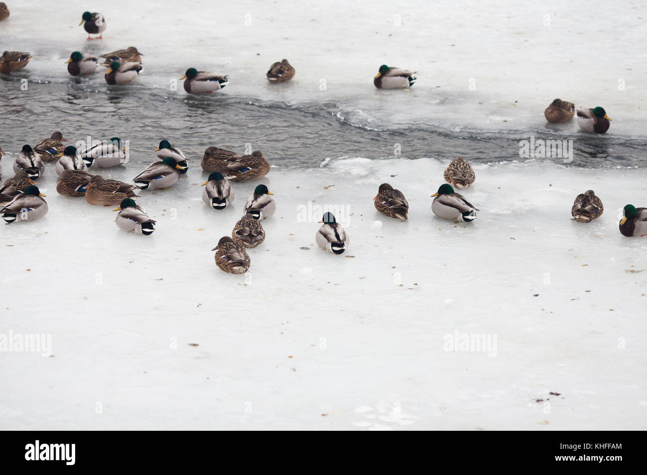 Life ducks in winter hi-res stock photography and images - Alamy