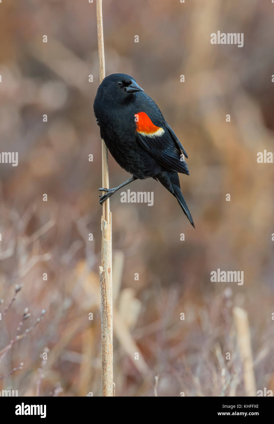 Male Red-winged Blackbird (Agelaius phoeniceus) in breeding plumage on ...