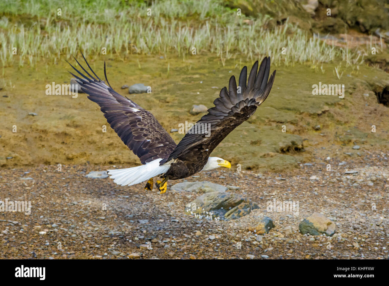 Bald Eagle (Haliaeetus leucocephalus) with American Eel (Anguilla rostrata). Acadia National ...