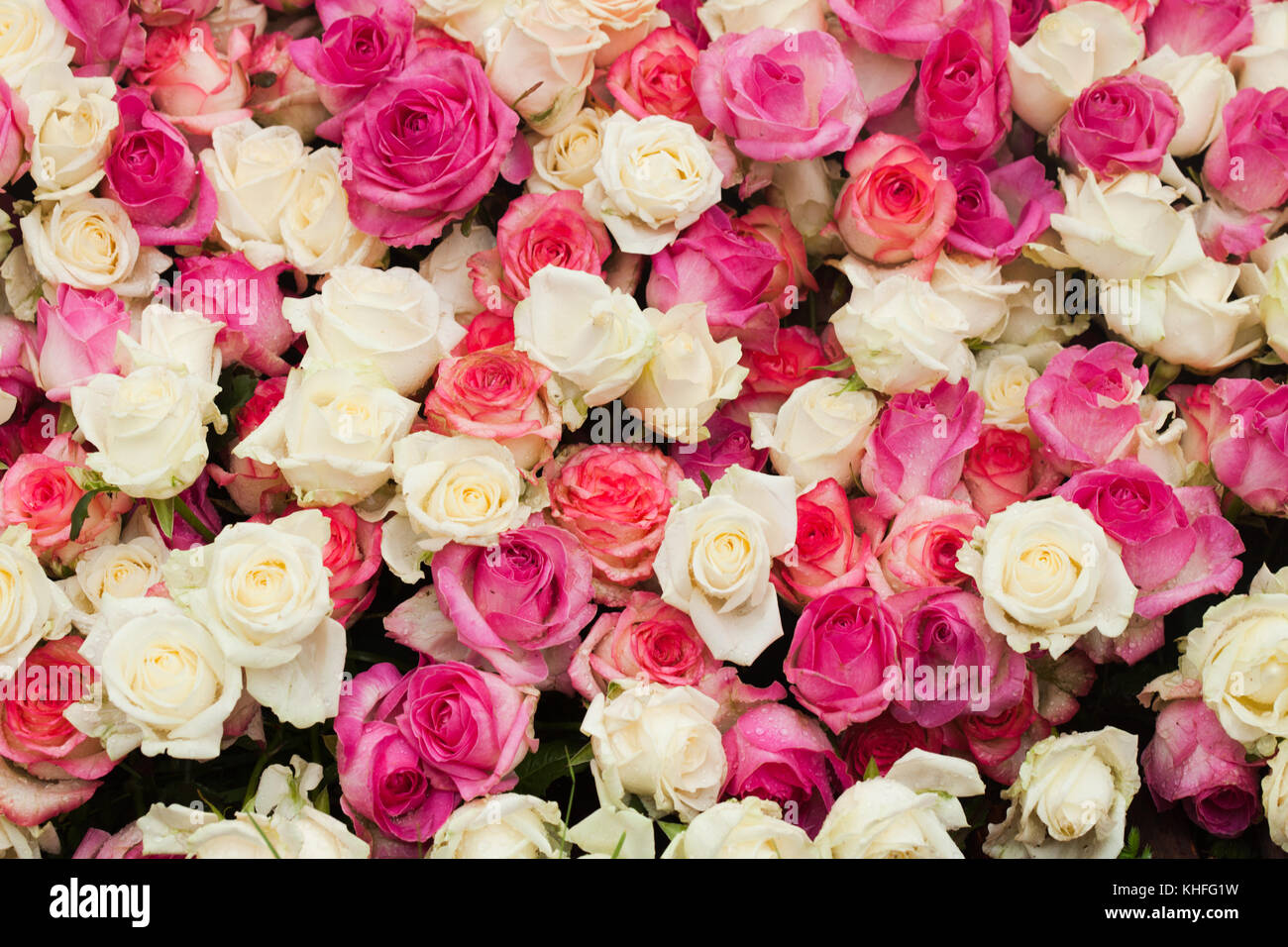 Pattern roses background Stock Photo - Alamy