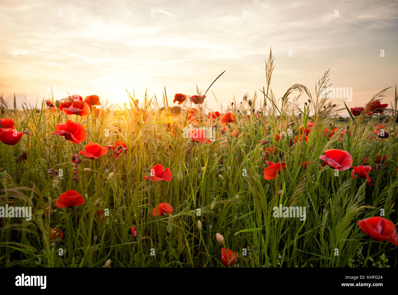 Poppy fields on sunset Stock Photo - Alamy