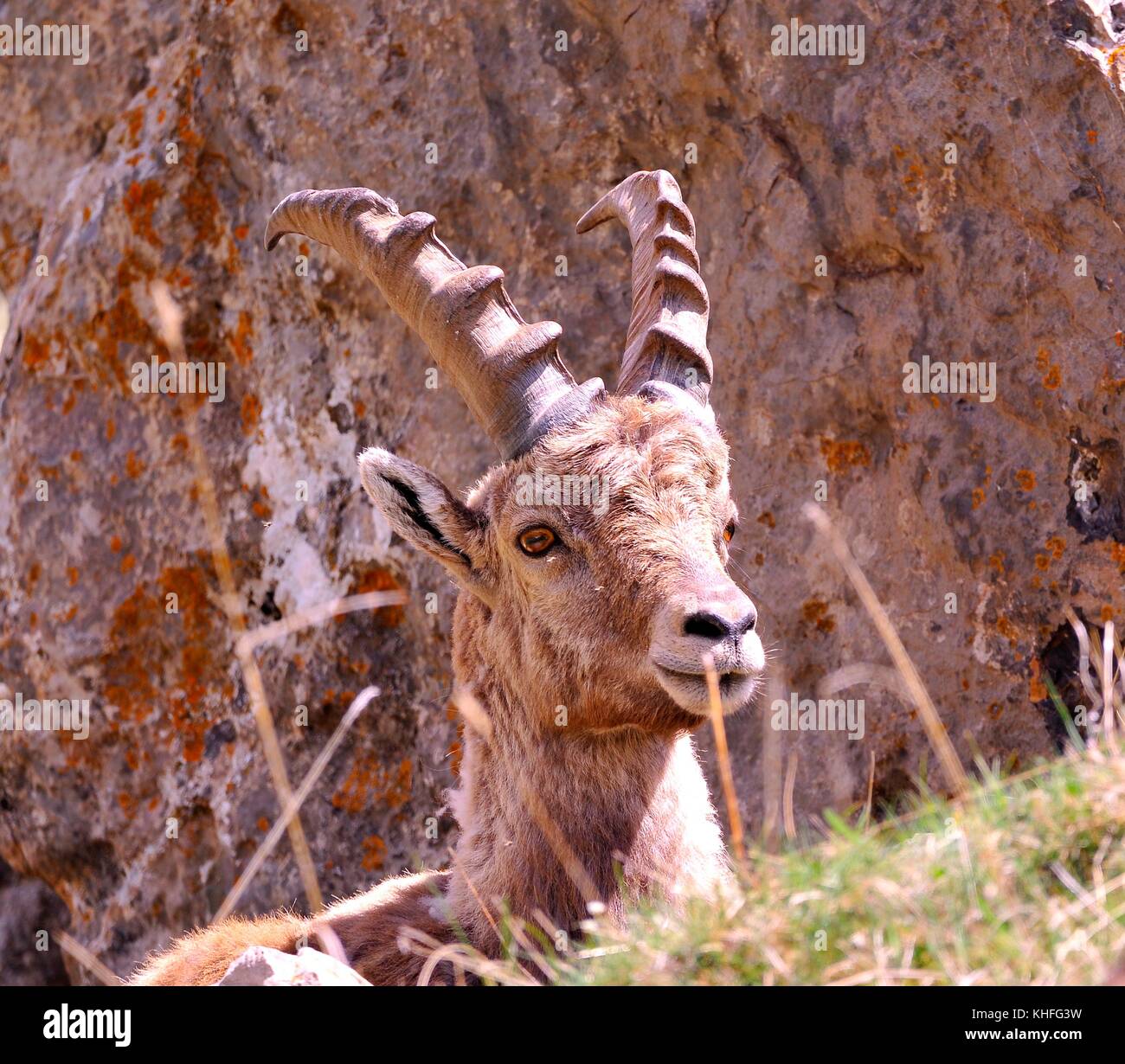 Image de Bouquetin Stock Photo - Alamy