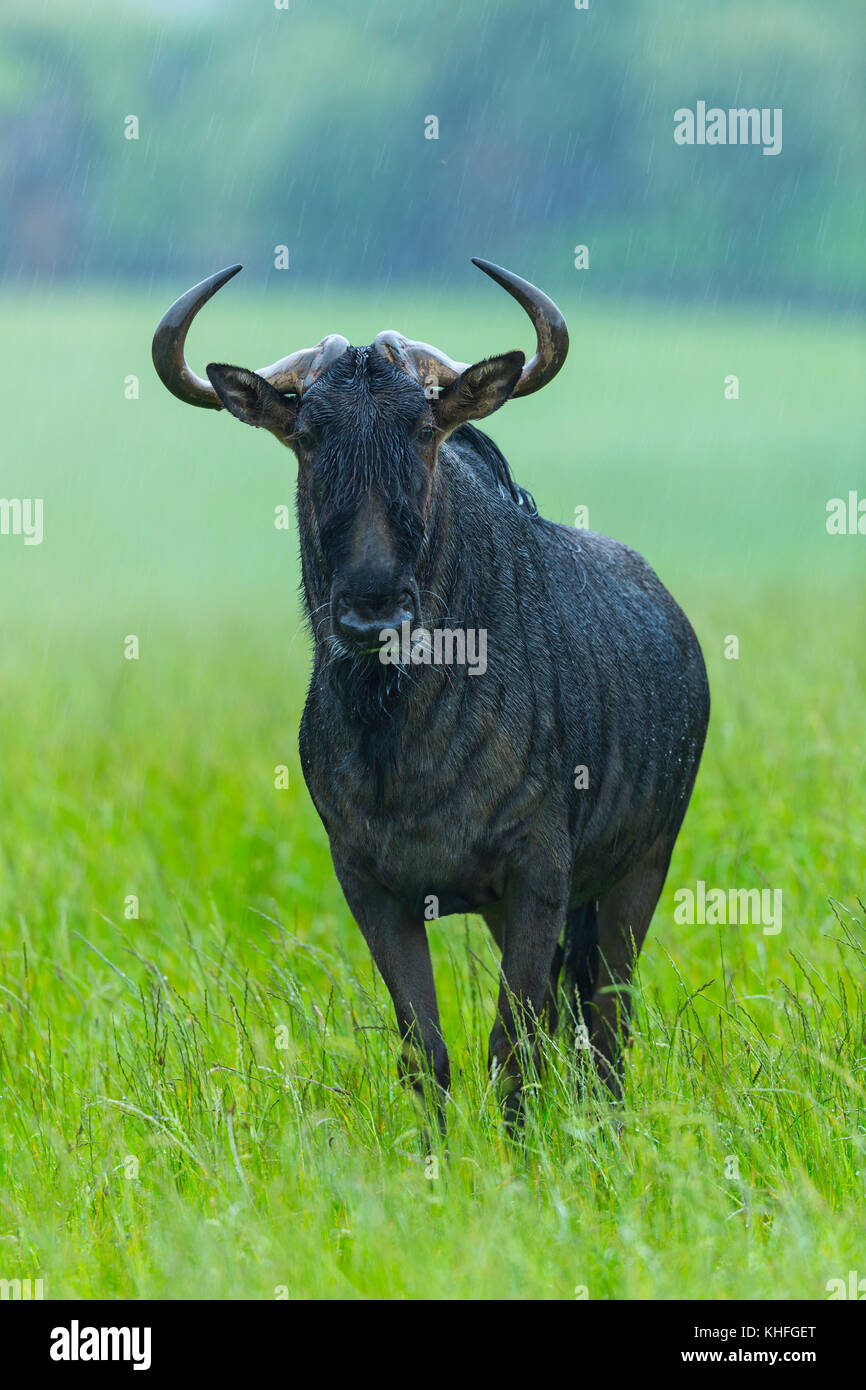 Blue wildebeest common wildebeest hi-res stock photography and images ...