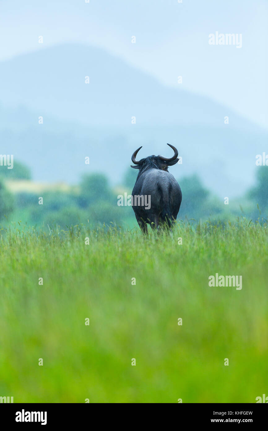 Blue wildebeest common wildebeest hi-res stock photography and images ...