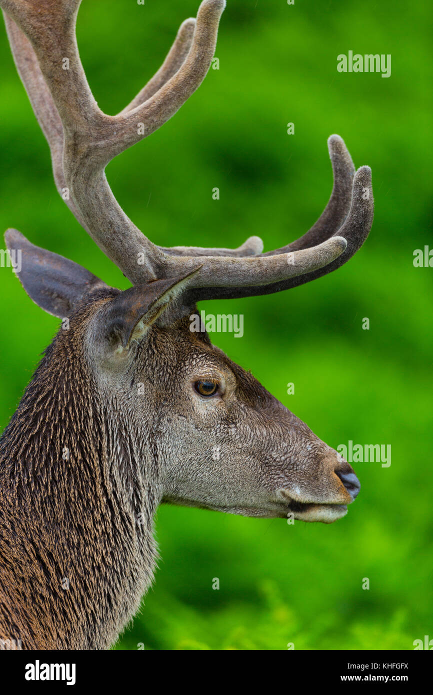 Red deer (Cervus elaphus Stock Photo - Alamy