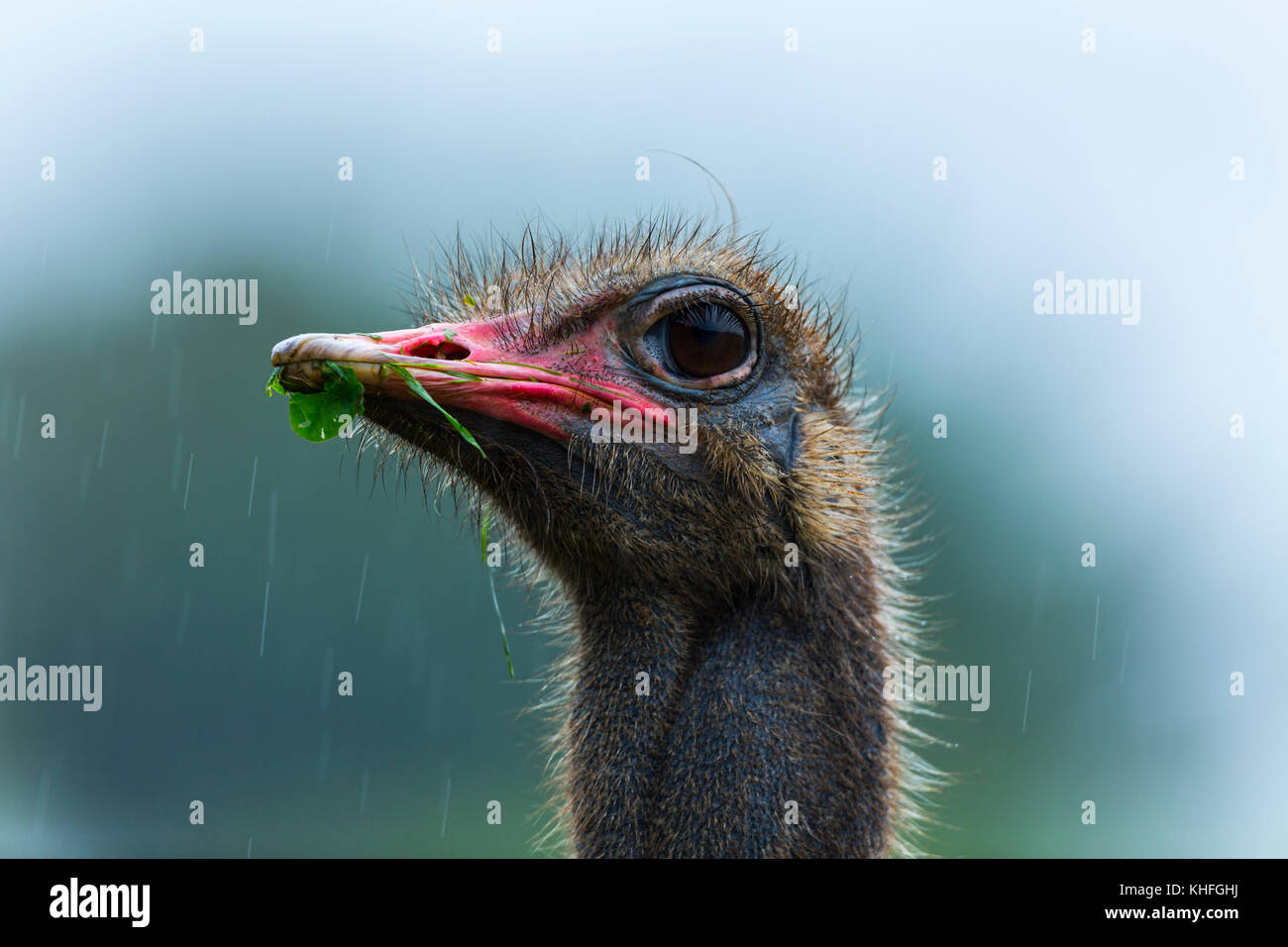 Ostrich or Common Ostrich (Struthio camelus Stock Photo - Alamy