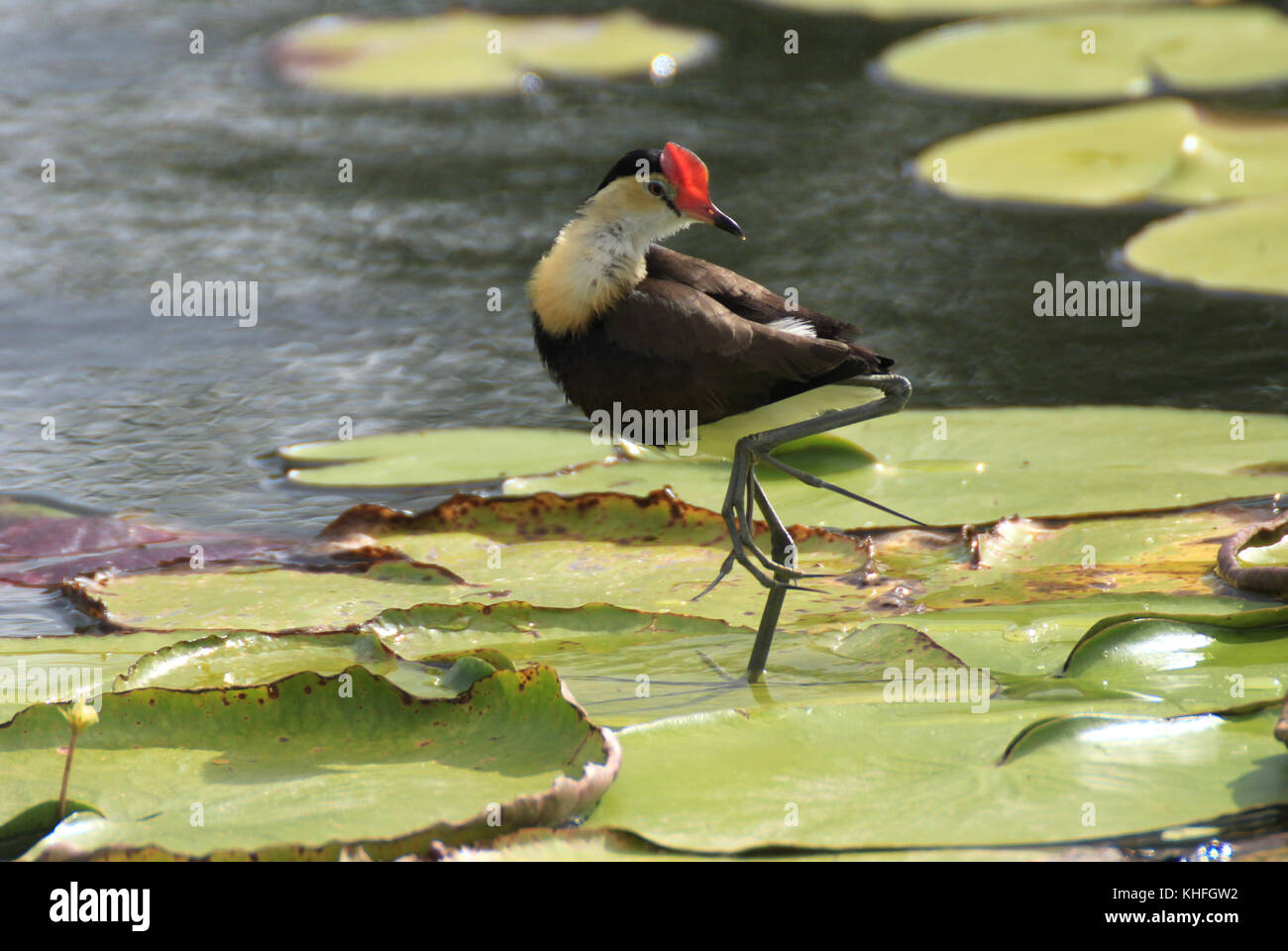 A Comb-crested Jacana (Irediparra gallinacea) rests on one leg on ...