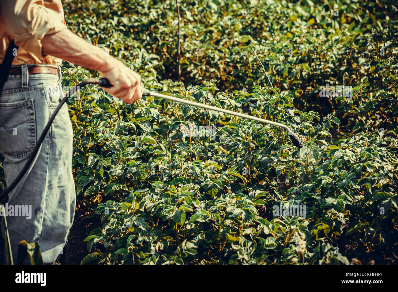 Man spraying of pesticide on potato plantation with hand spray in ...