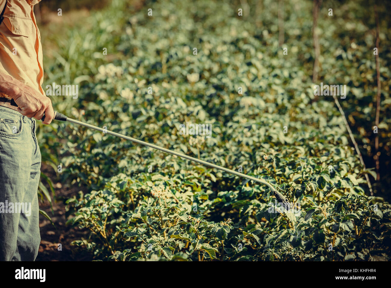 Man spraying of pesticide on potato plantation with hand spray in ...
