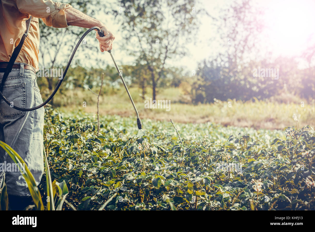 Man spraying of pesticide on potato plantation with hand spray in ...