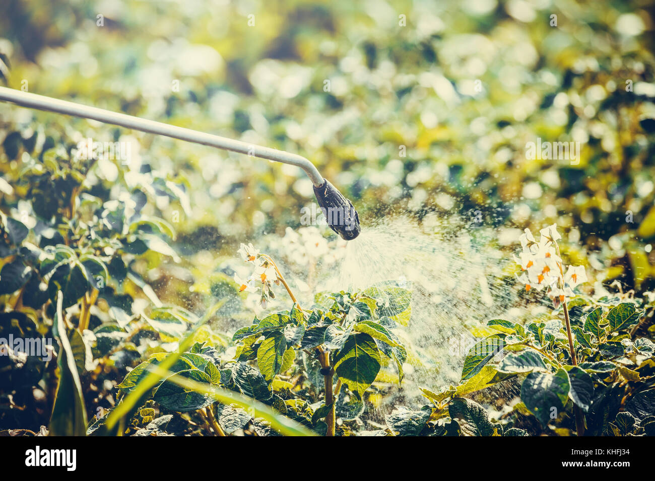 Spraying potato plants with insecticide in garden Stock Photo - Alamy