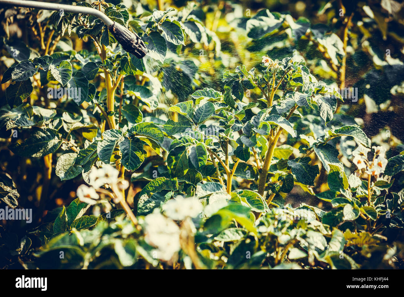 Protecting potatoes spray hand spray. Spraying potato plants with ...