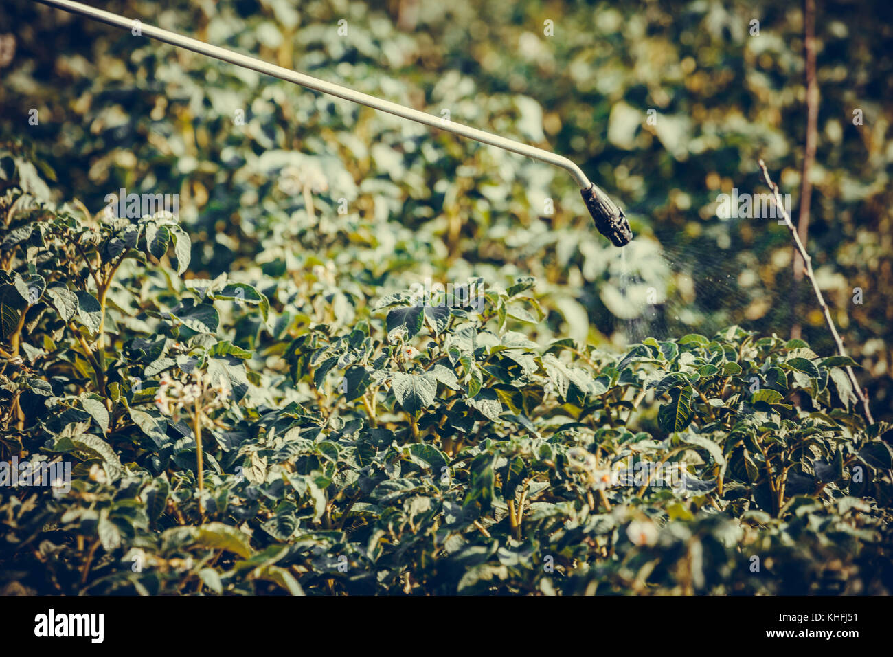 Spraying potato plants with insecticide in garden Stock Photo - Alamy