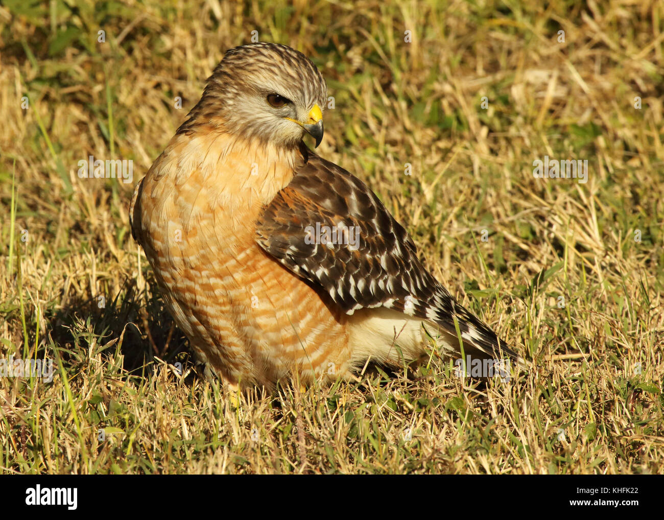 A Red-shouldered Hawk searching the ground for insects Stock Photo - Alamy