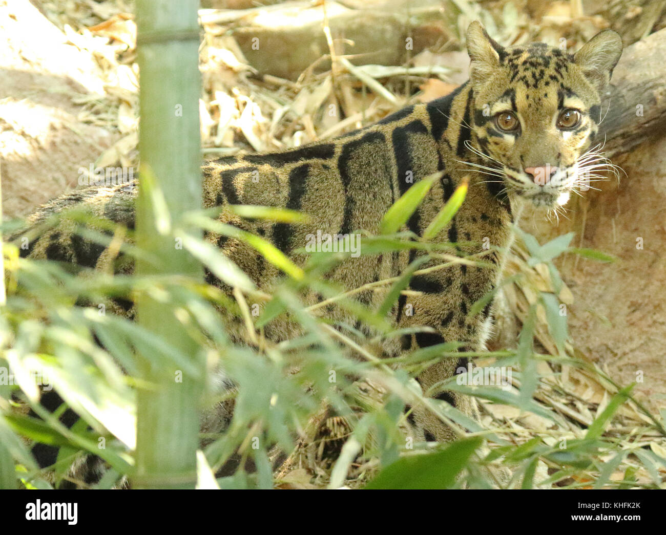 Sunda clouded leopard hi-res stock photography and images - Alamy