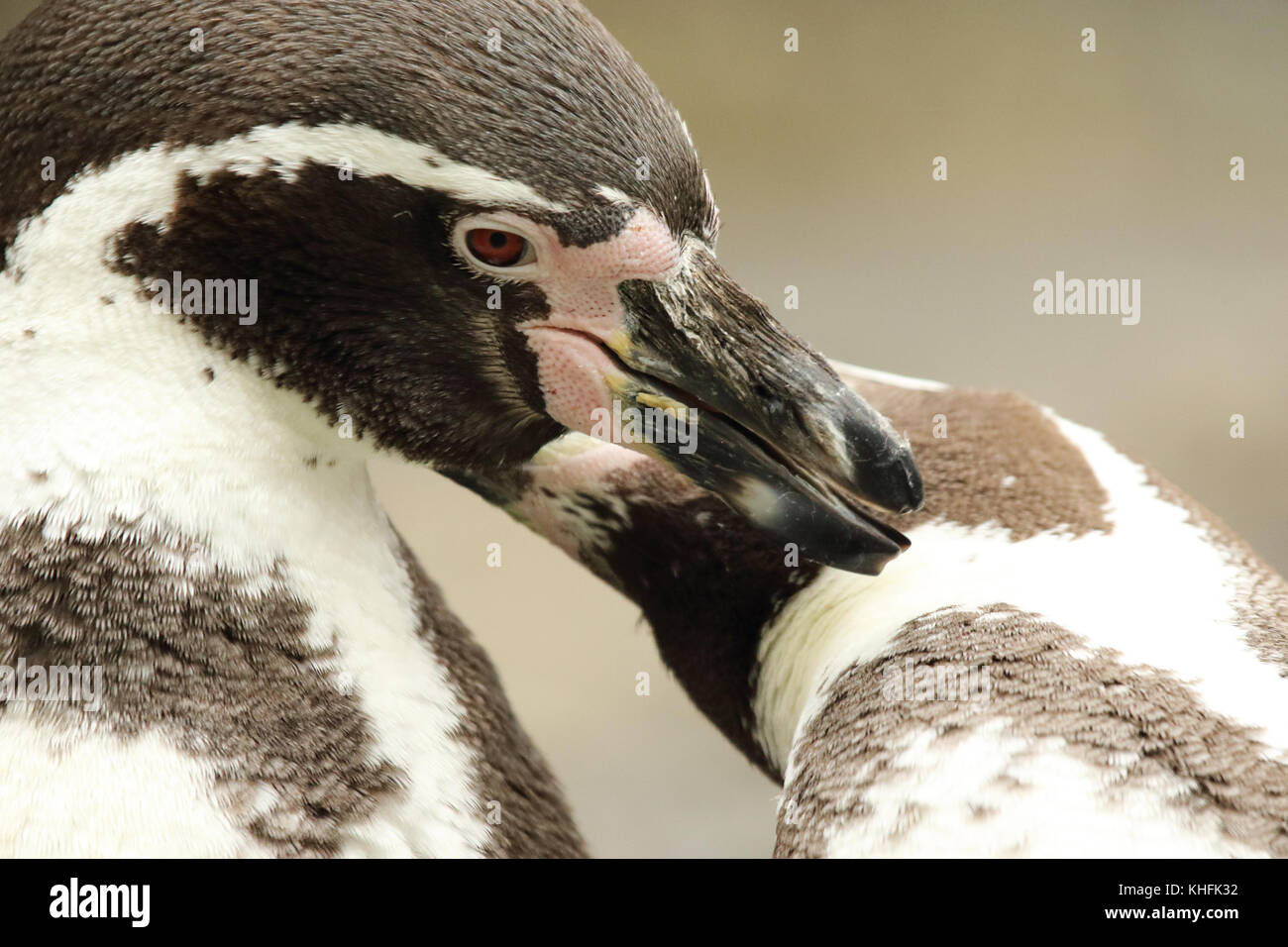 African penguin endangered species hi-res stock photography and images ...