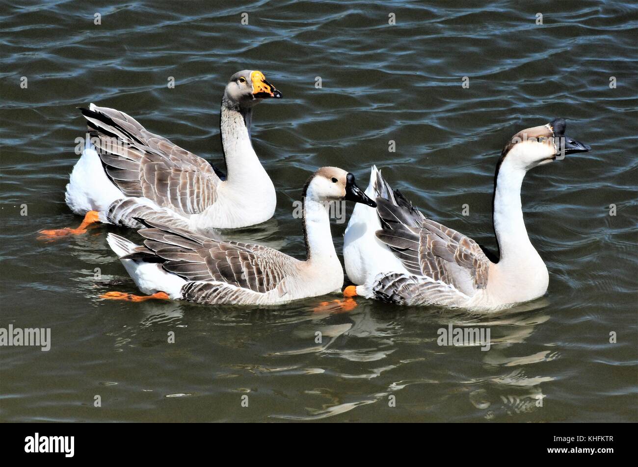 Three Chinese geese out for a swim Stock Photo - Alamy