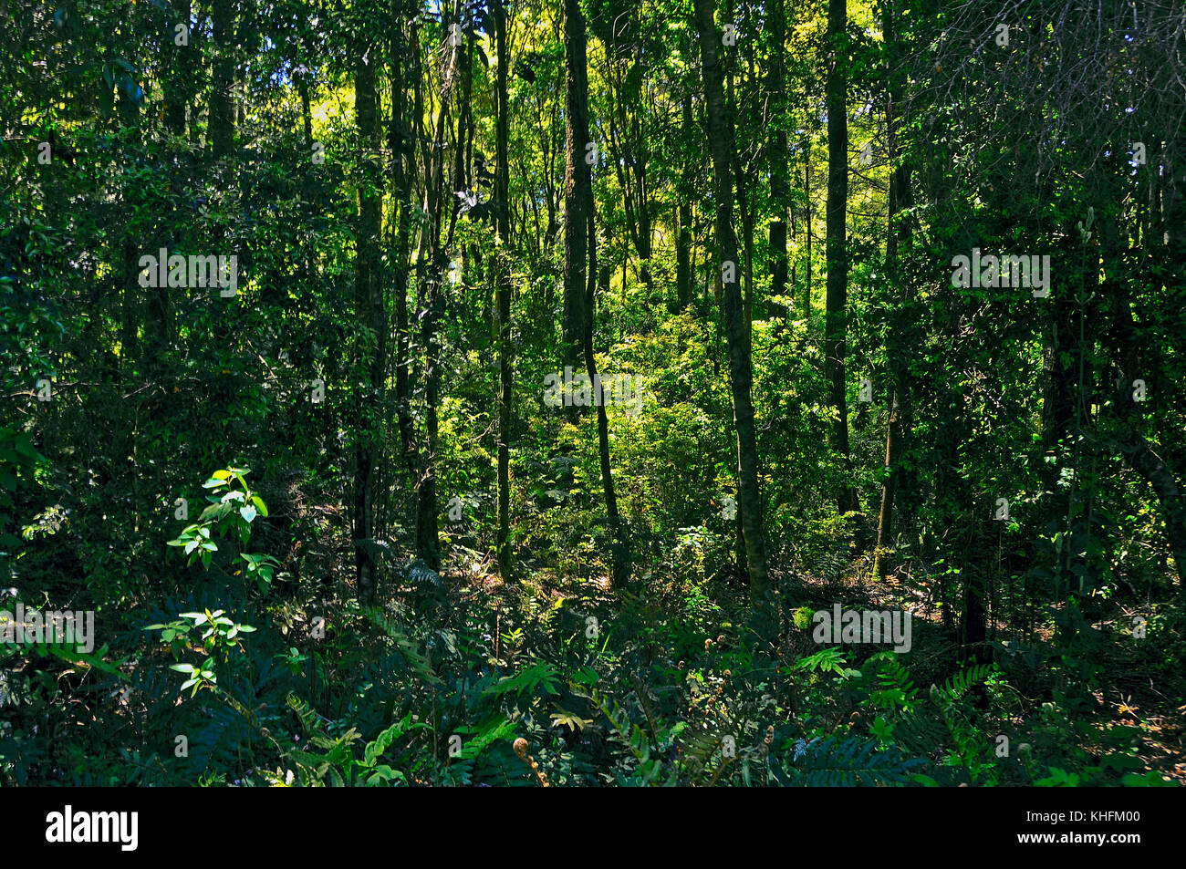 Native trees chile hi-res stock photography and images - Alamy