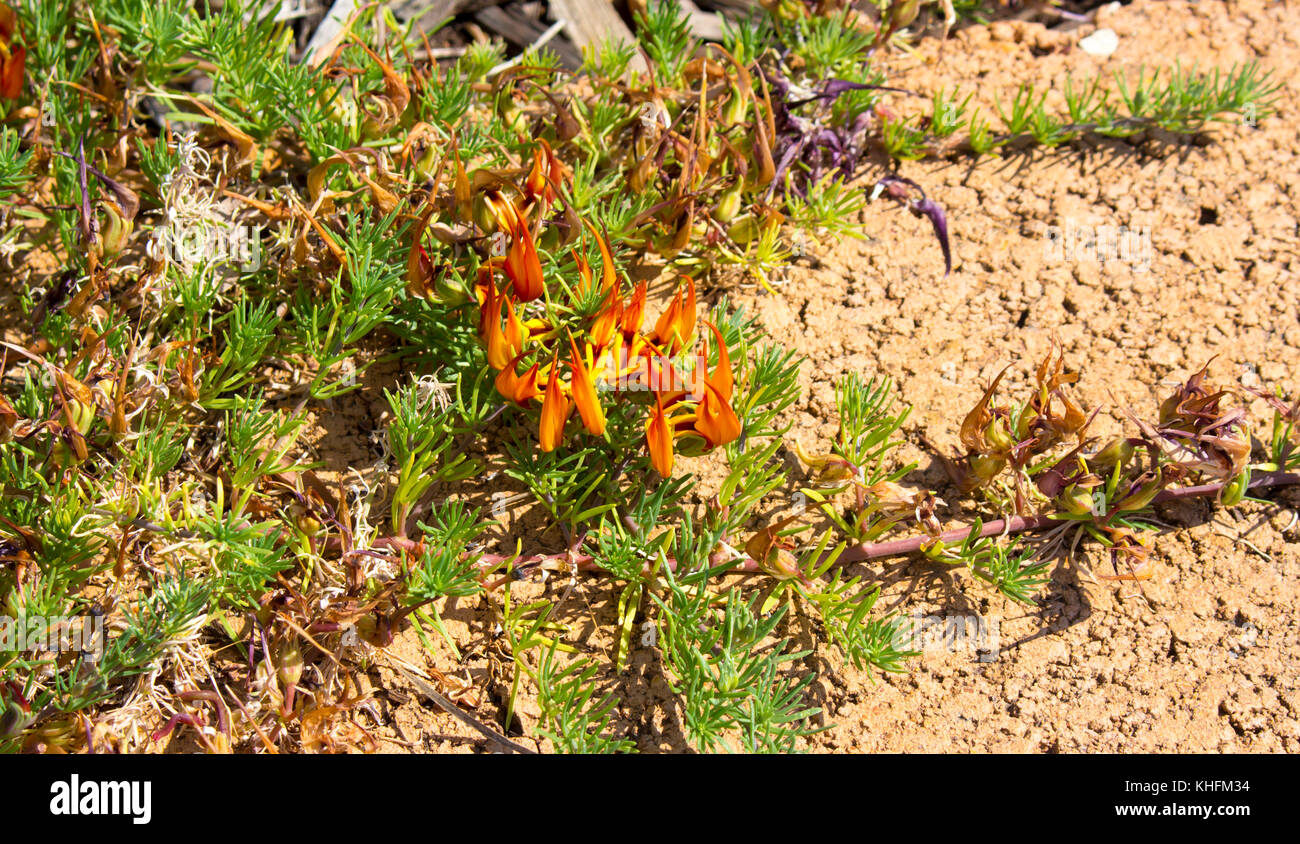 Red and orange Lotus plant Lotus maculatus is a very hardy perennial ...