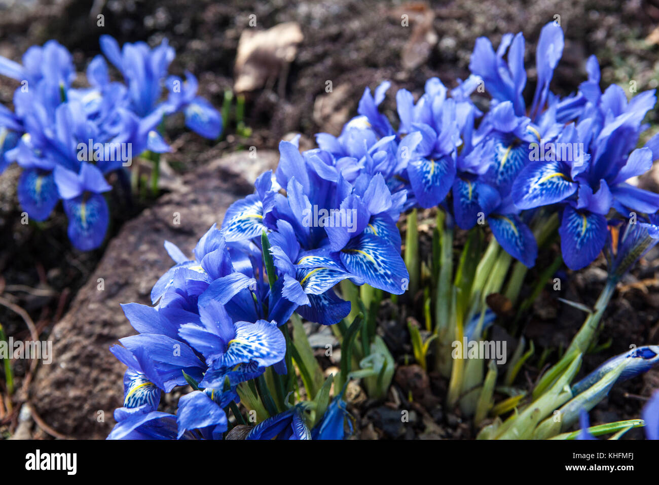 Lady beatrix hi-res stock photography and images - Alamy