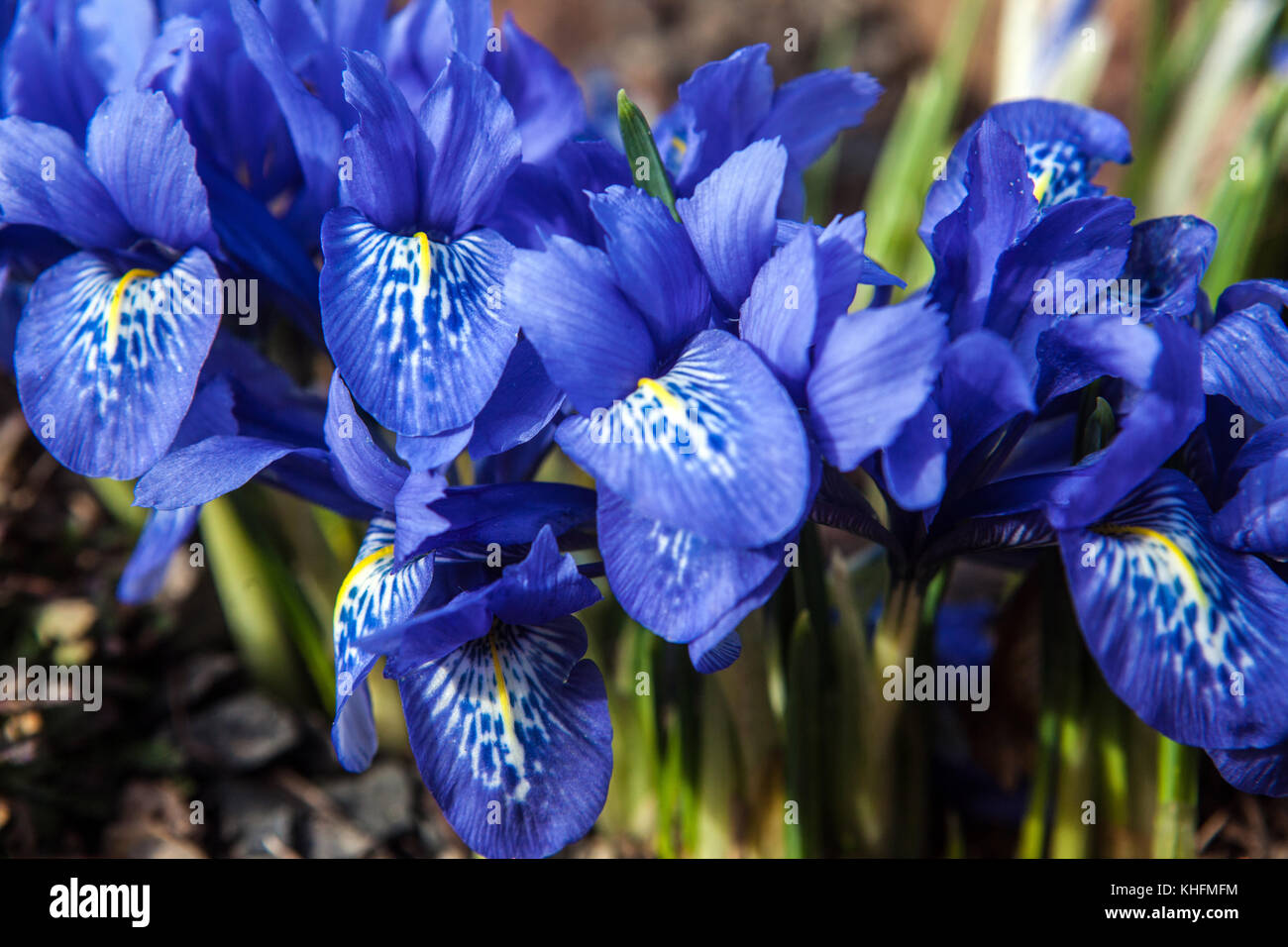Blue Iris "Lady Beatrix Stanley" spring irises Stock Photo - Alamy