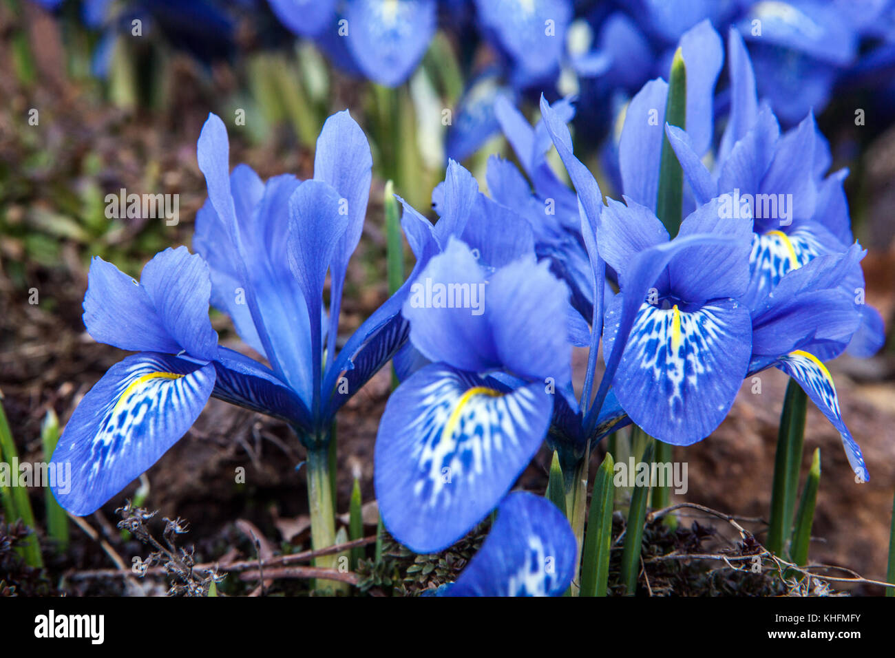 Blue Iris histrioides " Lady Beatrix Stanley ", blue blossoms irises ...